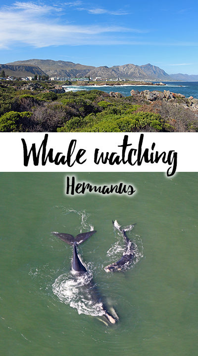 Whale Watching in Hermanus, Südafrika