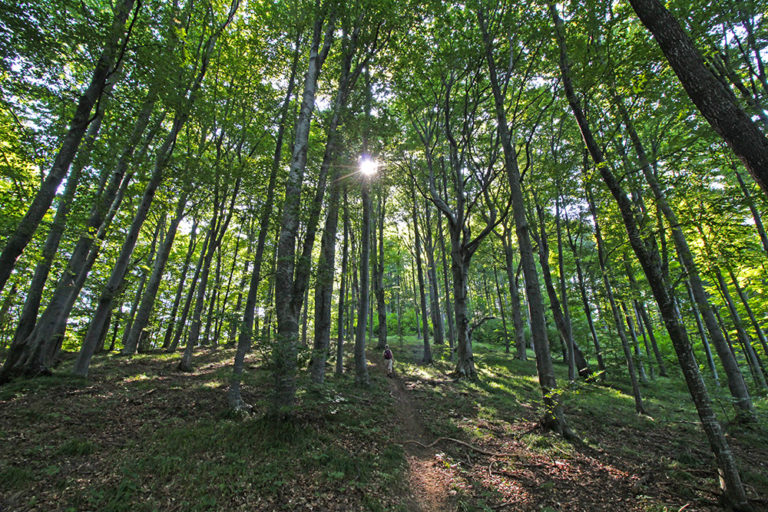 City & Veggie Guide Sibiu / Hermannstadt - Transglobal Pan Party